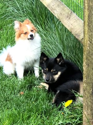 JACK’S DOG FARM - Updated December 2025 - 36 Photos & 38 Reviews - 6370 ...