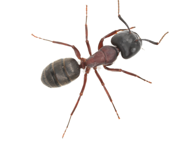 MADISON CASTLE - Updated January 2026 - 19 Photos - Carson, California ...