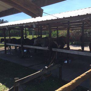 BAR-B-RANCH - 63 Photos & 57 Reviews - Horseback Riding - 3500 SW 121st ...