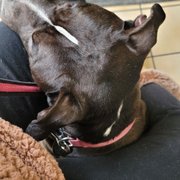 LOMA LINDA ANIMAL HOSPITAL - 202 Photos & 604 Reviews - 2605 S Waterman ...