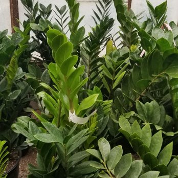 CALVERT’S PLANT INTERIORS - Updated October 2025 - 77 Photos & 23 ...