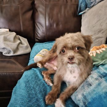 VETERINARY EMERGENCY GROUP - Updated November 2024 - 56 Photos & 103 ...