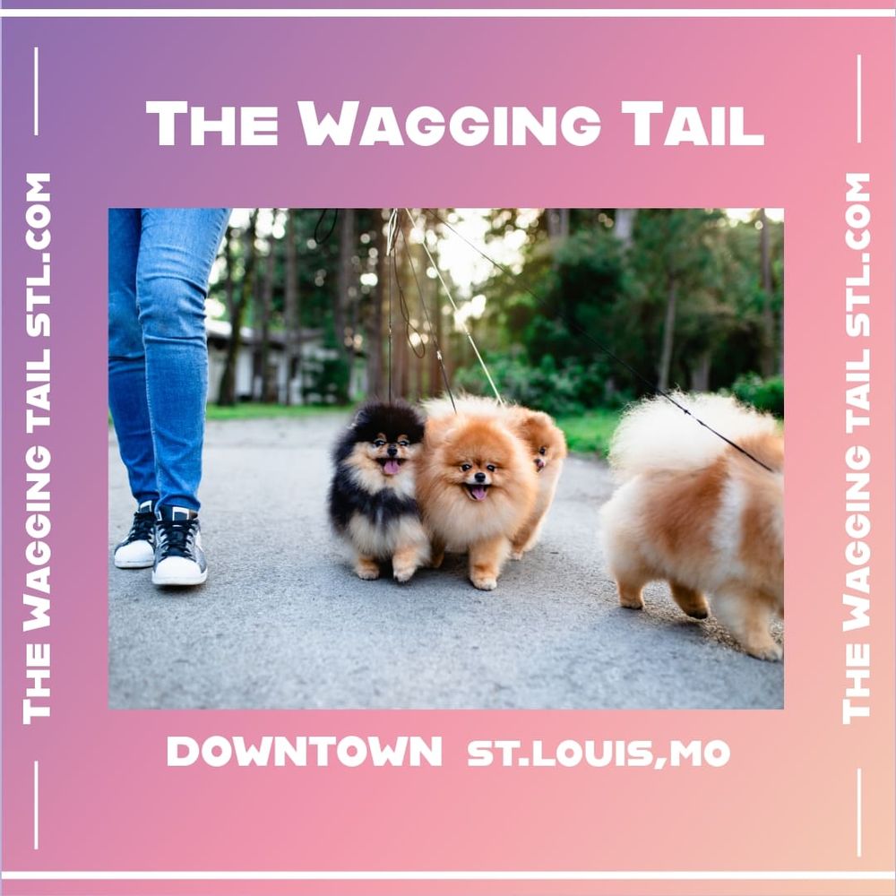 THE WAGGING TAIL - Updated May 2024 - 231 S Bemiston Ave, Clayton ...