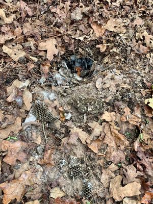 BERRETT PEST CONTROL - Updated December 2025 - 31 Photos & 169 Reviews ...