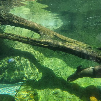 CURIODYSSEY - 753 Photos & 319 Reviews - 1651 Coyote Point Dr, San ...