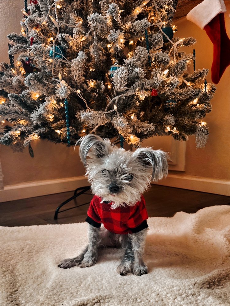 AZUSA PET GROOMING AND SPA - Updated May 2026 - 78 Photos & 102 Reviews ...