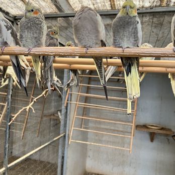 MAGNOLIA BIRD FARM - Updated July 2024 - 134 Photos & 176 Reviews ...