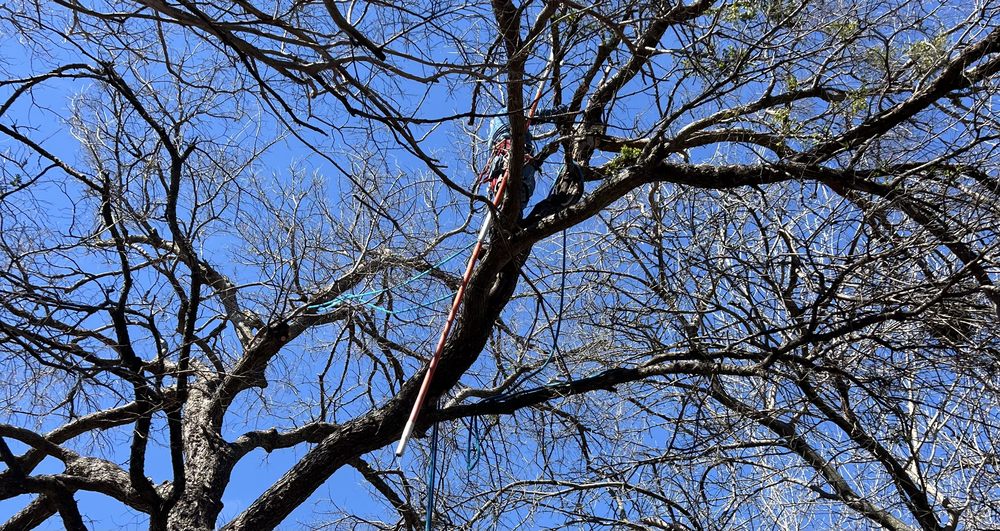 LOCAL TREE SERVICE - Updated April 2025 - Request a Quote - West, Texas ...