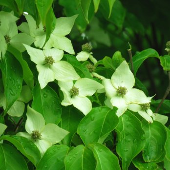CHELTENHAM VETERANS CEMETERY - Updated January 2026 - 28 Photos - 11301 ...
