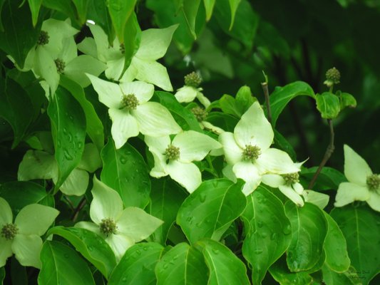CHELTENHAM VETERANS CEMETERY - Updated January 2026 - 28 Photos - 11301 ...
