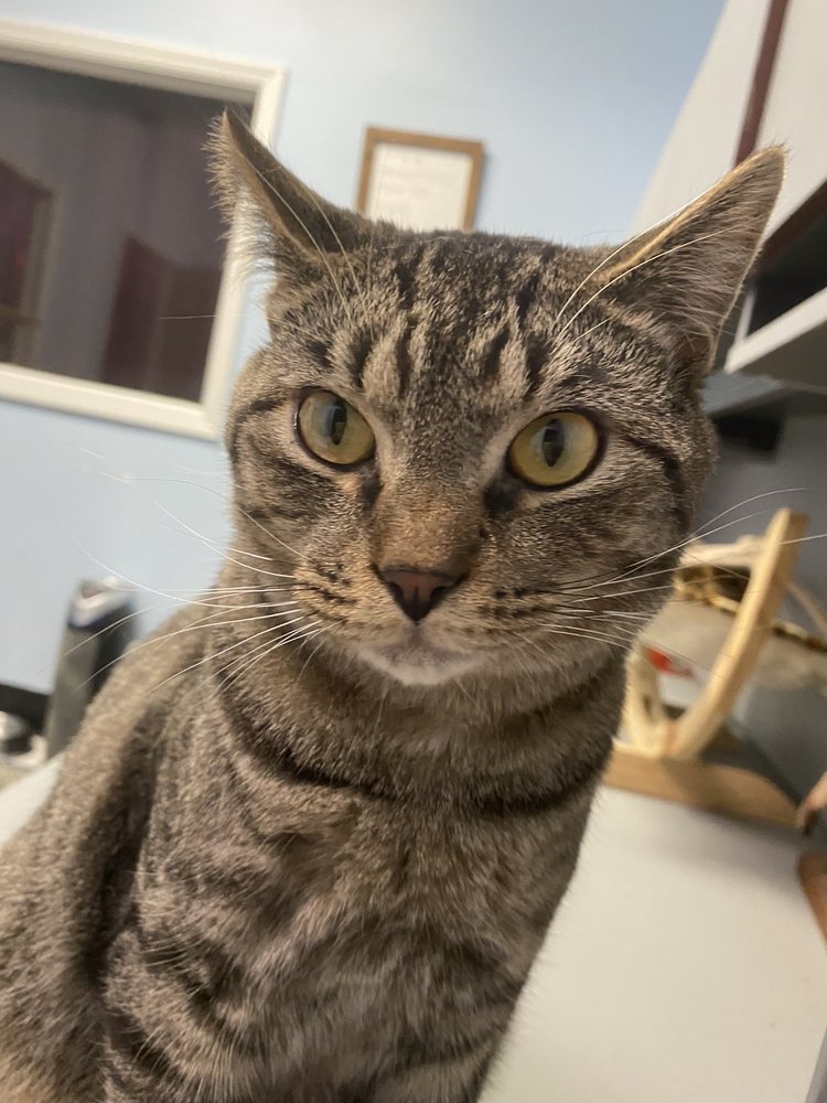 SCRUFFY’S CAFE - Updated November 2025 - 33 Photos & 12 Reviews - 1015 N Broadway, Knoxville ...