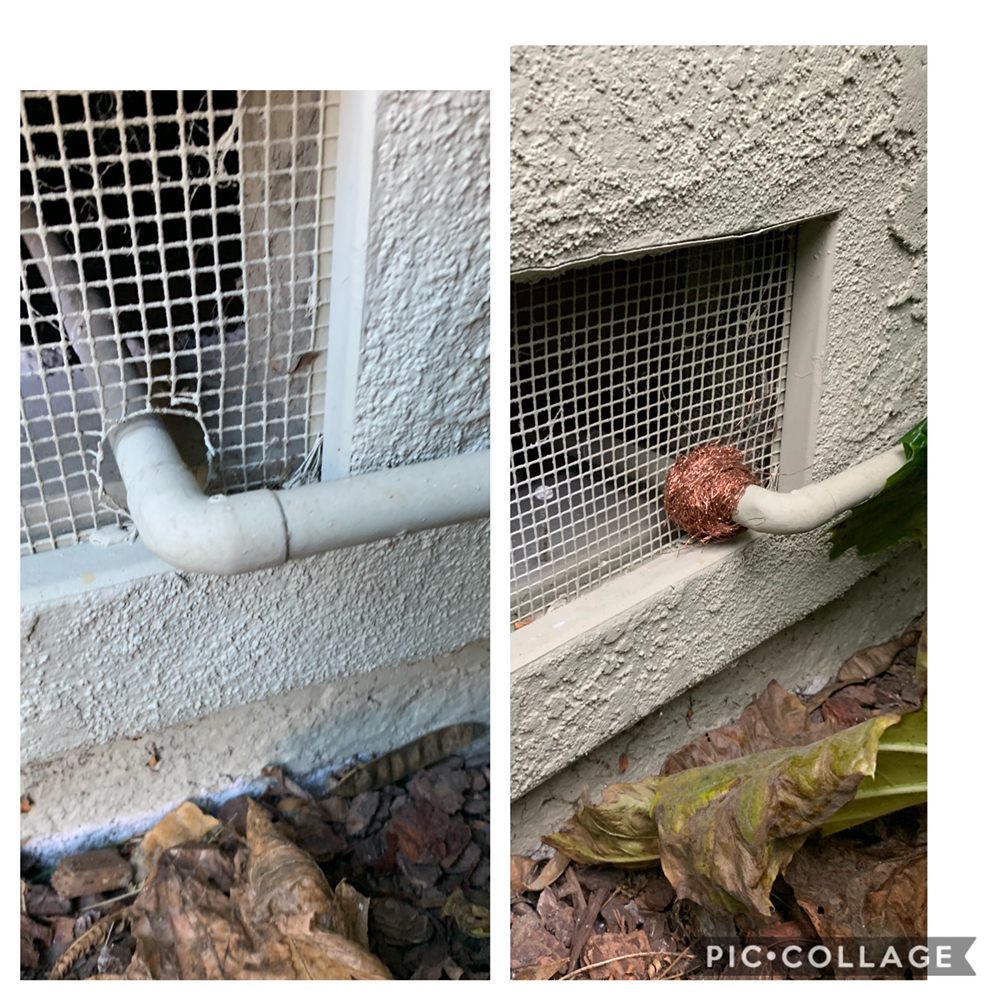 ALLEN BOYS PEST CONTROL - Updated December 2025 - 53 Photos & 26 ...