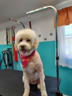 ANITAS GROOMING SHED - Updated August 2025 - 16 Photos - 441 Windsor Rd ...