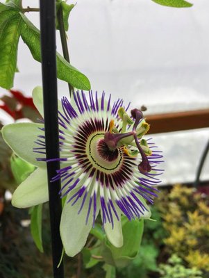 PEZZA FARM AND GARDEN CENTER - Updated October 2024 - 55 Photos & 15 ...