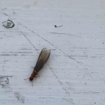 PACIFIC COAST TERMITE - Updated December 2024 - 53 Photos & 406 Reviews ...