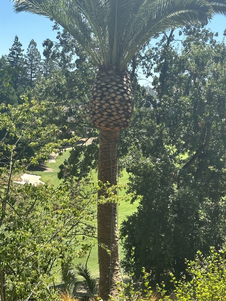 GARCIA TREE CARE - Request a Quote - Redwood City, California - Tree ...