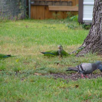 THE WILD PARROTS OF EAST AUSTIN - Updated May 2025 - 34 Photos & 75 ...