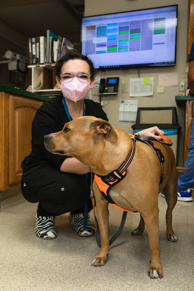 HAMILTON ANIMAL HOSPITAL - Updated October 2024 - 94 Photos & 192 ...