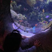 SEA LIFE GRAPEVINE AQUARIUM - 388 Photos & 219 Reviews - Aquariums ...