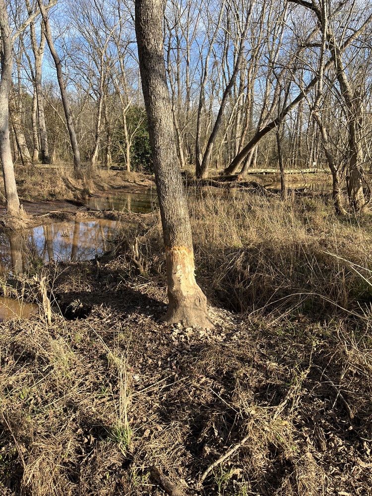 CONESTEE NATURE PRESERVE - Updated May 2025 - 128 Photos & 33 Reviews ...