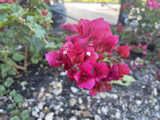 SMARTY PLANTS NURSERY - Updated November 2025 - 20 Photos & 24 Reviews ...