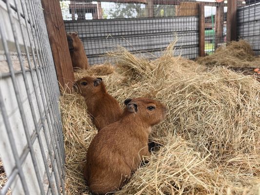 SHOWCASE OF CITRUS - Updated January 2026 - 1314 Photos & 270 Reviews ...