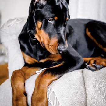 AVOCADO ANIMAL HOSPITAL OF FALLBROOK - Updated August 2025 - 35 Photos ...