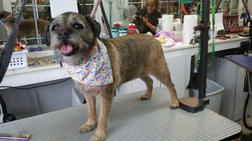 CANINE CAROUSEL - Updated September 2025 - 39 Photos & 45 Reviews ...