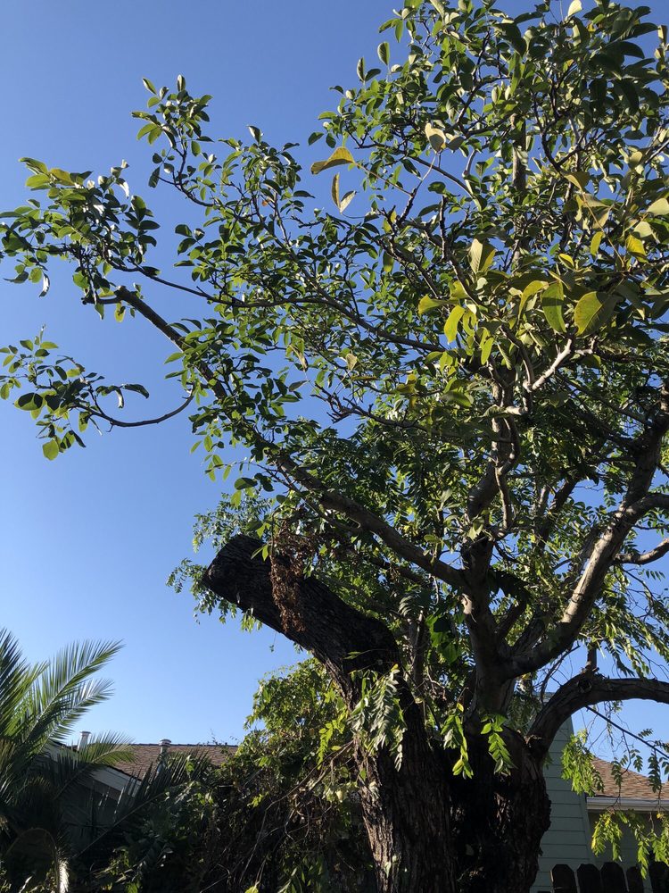 TIMBERLAND TREE CARE - 49 Photos & 76 Reviews - Tree Services - Concord ...