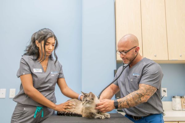 THE VILLAGE ANIMAL HOSPITAL - Updated September 2025 - 22 Photos & 37 ...