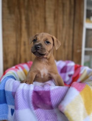 DUSTY TAILS ANIMAL RESCUE - Updated October 2025 - North Charleston ...