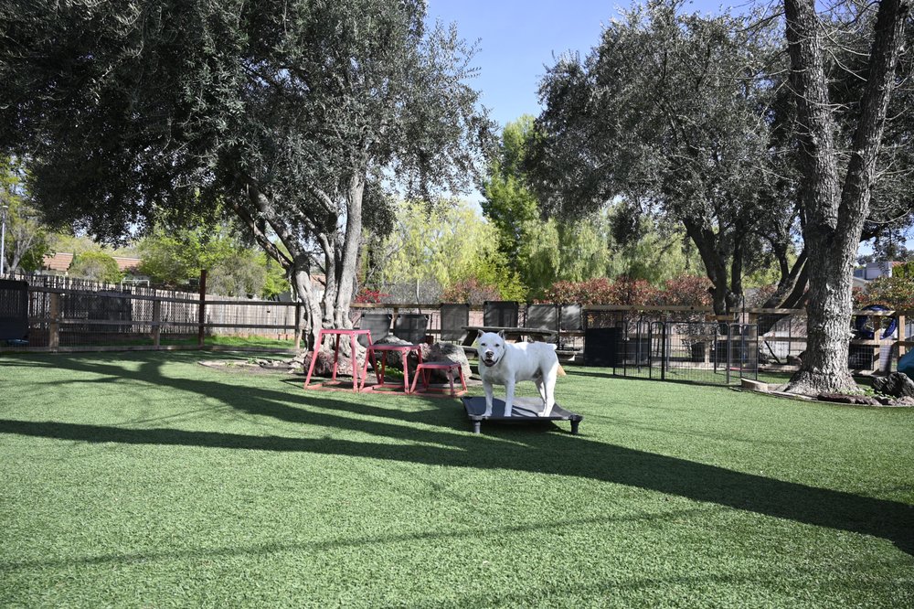 PAWHAUS ACADEMY - Updated October 2025 - Request Consultation ...
