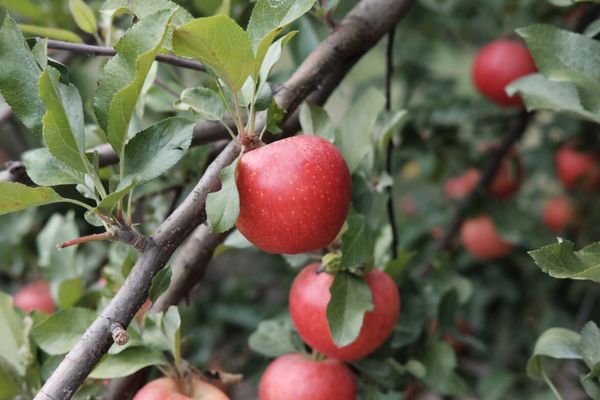 COREY LAKE ORCHARDS - Updated December 2025 - 14 Photos & 15 Reviews ...