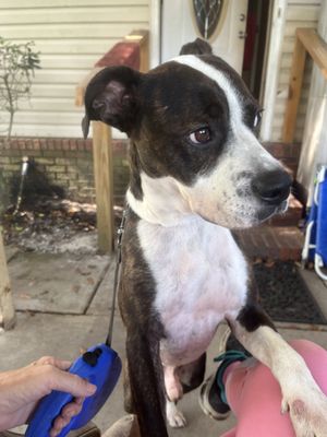 PAW PRINT RESCUE - Updated May 2026 - 14 Photos - 13828 Hardiman Rd ...
