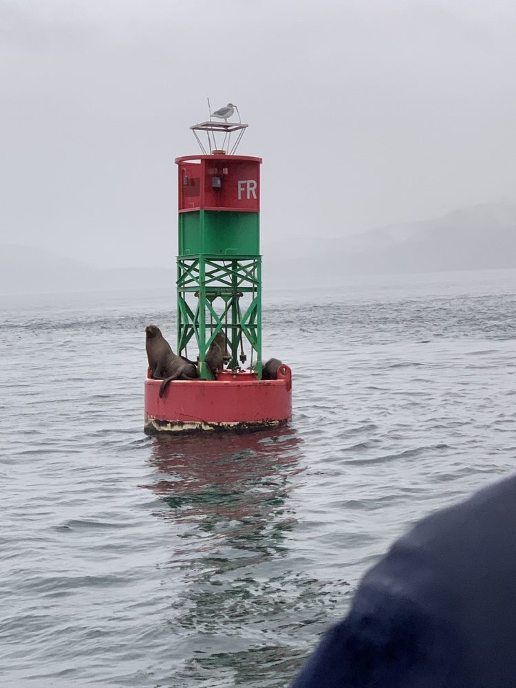 DOLPHIN JET BOAT TOURS - 41 Photos & 81 Reviews - 11547 Glacier Hwy ...