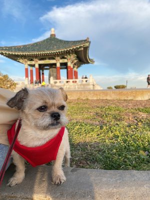 SOUTHEAST AREA ANIMAL CONTROL AUTHORITY - Updated September 2025 - 203 ...