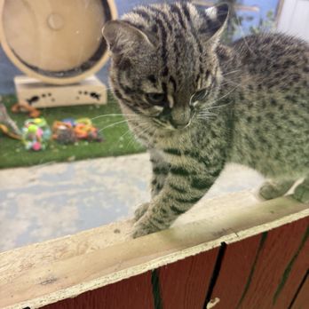 DEBBIE DOLITTLE’S PETTING ZOO - Updated February 2026 - 420 Photos ...