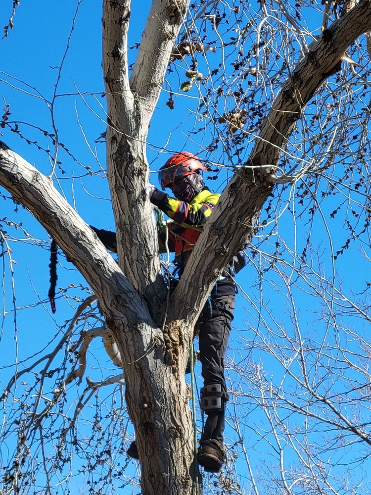 TREE CARE BY DESIGN - Updated January 2026 - 76 Photos & 50 Reviews ...