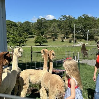 ROSIE MAE’S ALPACA FARM & BOUTIQUE - Updated January 2026 - 89 Photos ...