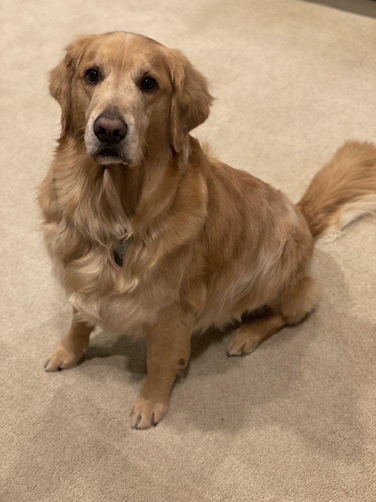 MOUNT RUFFMORE DOGGY SALON - Updated November 2025 - 2649 SLapeer Rd ...