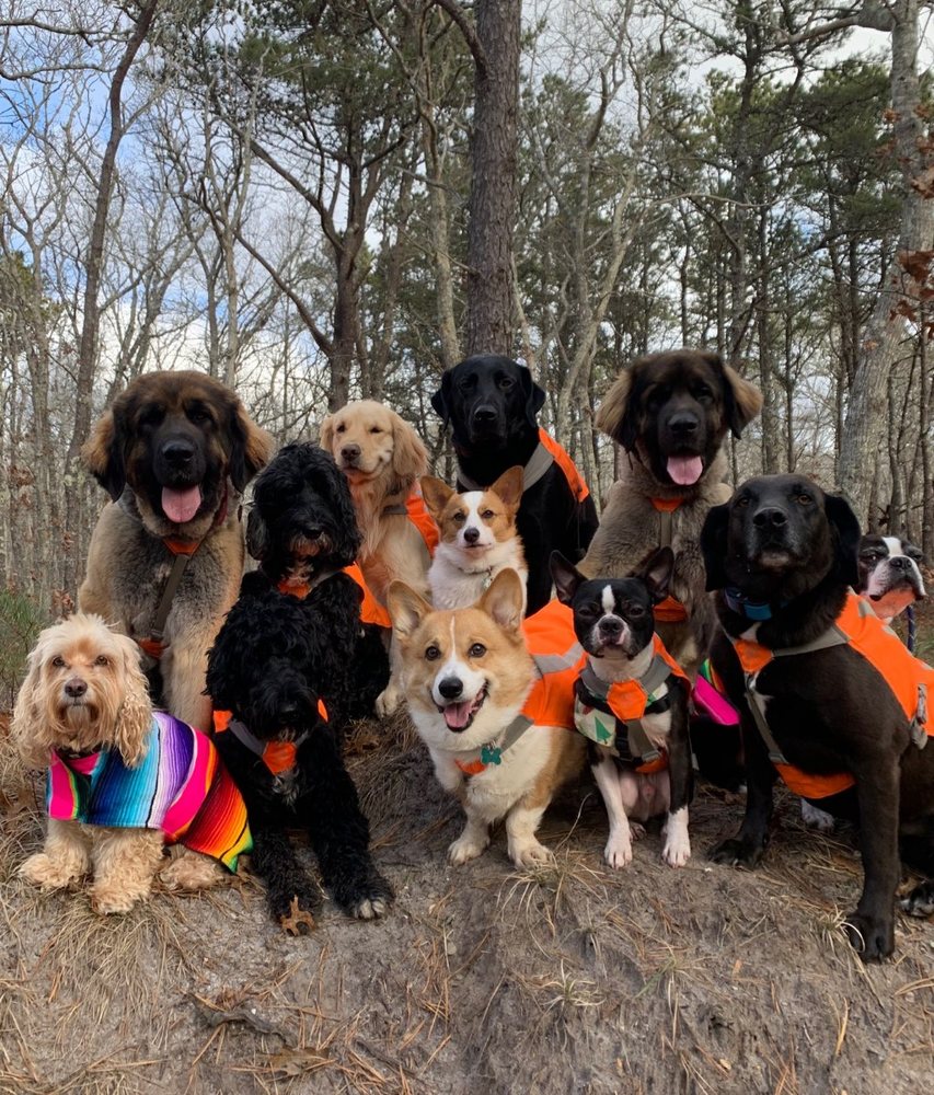 CAPE COD DOG SQUAD - Updated December 2025 - 22 Photos & 10 Reviews ...