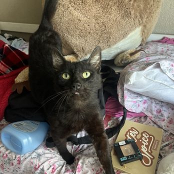 VIP ANIMAL HOSPITAL - Updated June 2024 - 80 Photos & 193 Reviews - 901 ...