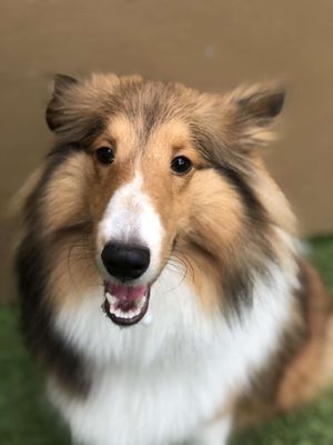 PETS R FAMILY VETERINARY HOSPITAL - Updated December 2024 - 114 Photos ...