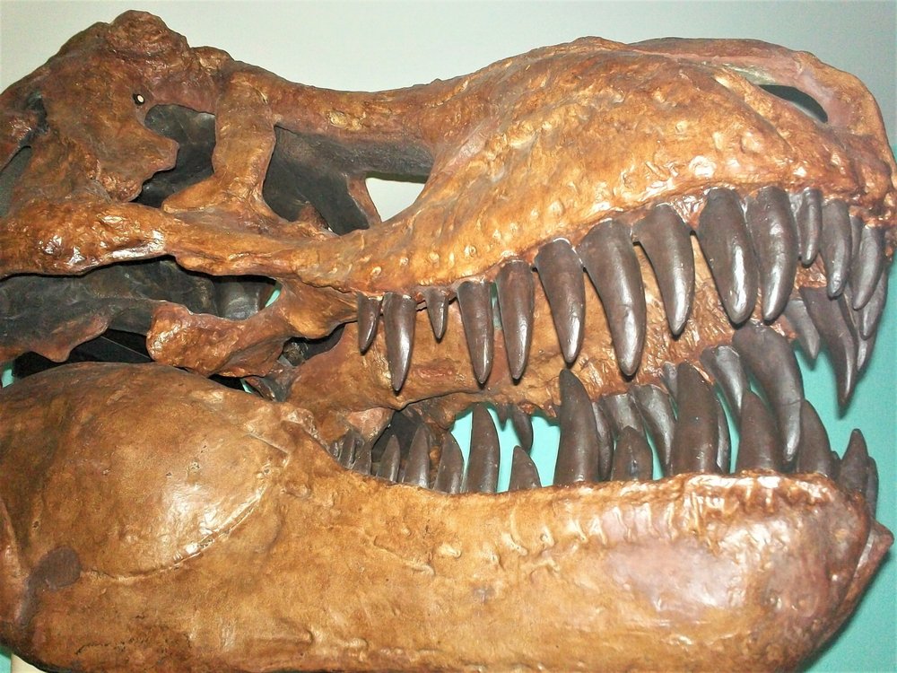 ELGIN PUBLIC MUSEUM - Updated May 2026 - 255 Grand Blvd, Elgin ...