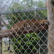 TIGER WORLD - 303 Photos & 85 Reviews - Zoos - 4400 Cook Rd, Rockwell ...