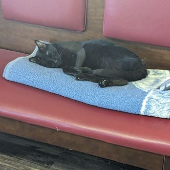 MOCHAS AND MEOWS - Updated October 2024 - 124 Photos & 70 Reviews ...