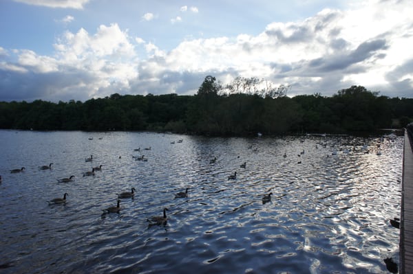 WYNDLEY POOL - Updated August 2024 - Wyndley Lane, Sutton Coldfield ...