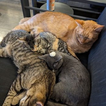 THE CATCADE - Updated September 2024 - 285 Photos & 122 Reviews - 624 W ...