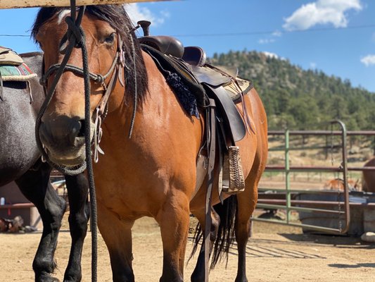 SOMBRERO STABLES - Updated December 2024 - 138 Photos & 151 Reviews ...