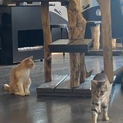 THE CATCADE - 262 Photos & 109 Reviews - 1235 W Belmont Ave, Chicago ...